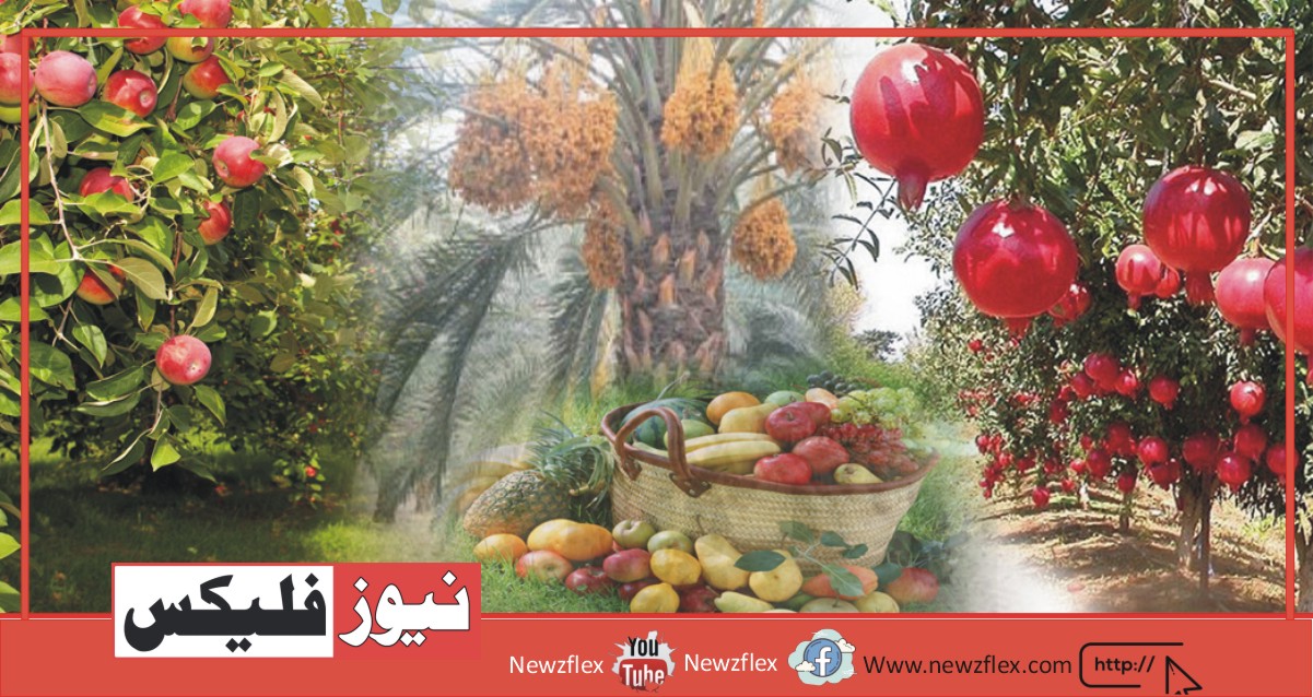 Quetta – Fruit Garden of Balochistan - NewzFlex